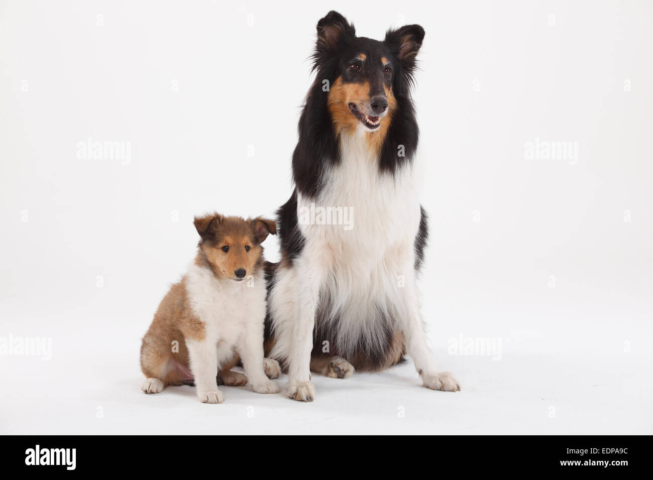 Rough Collie, bitch with puppy, 8 weeks|Collie, Huendin mit Welpe, 8 ...