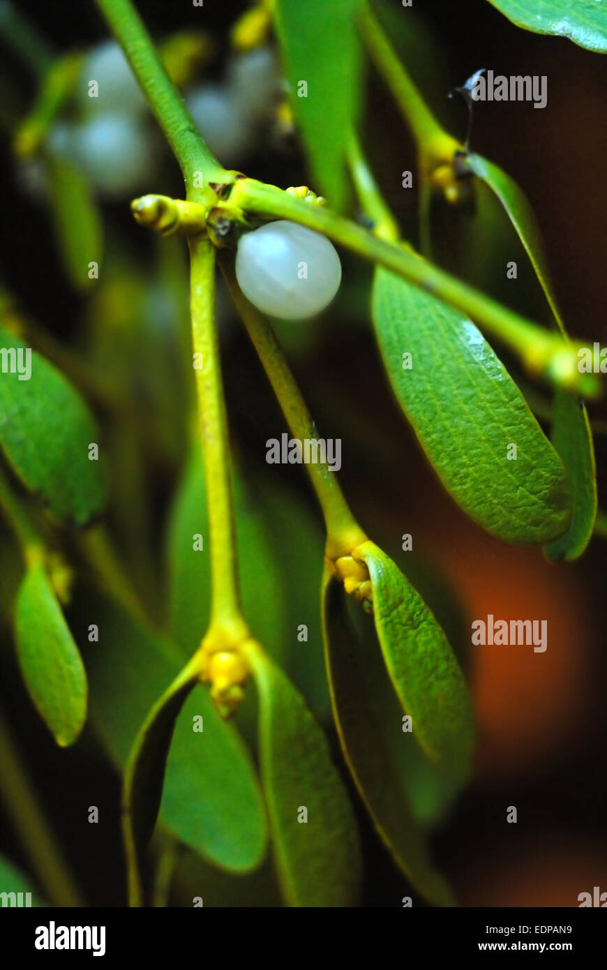 Kiss mistletoe hi-res stock photography and images - Alamy