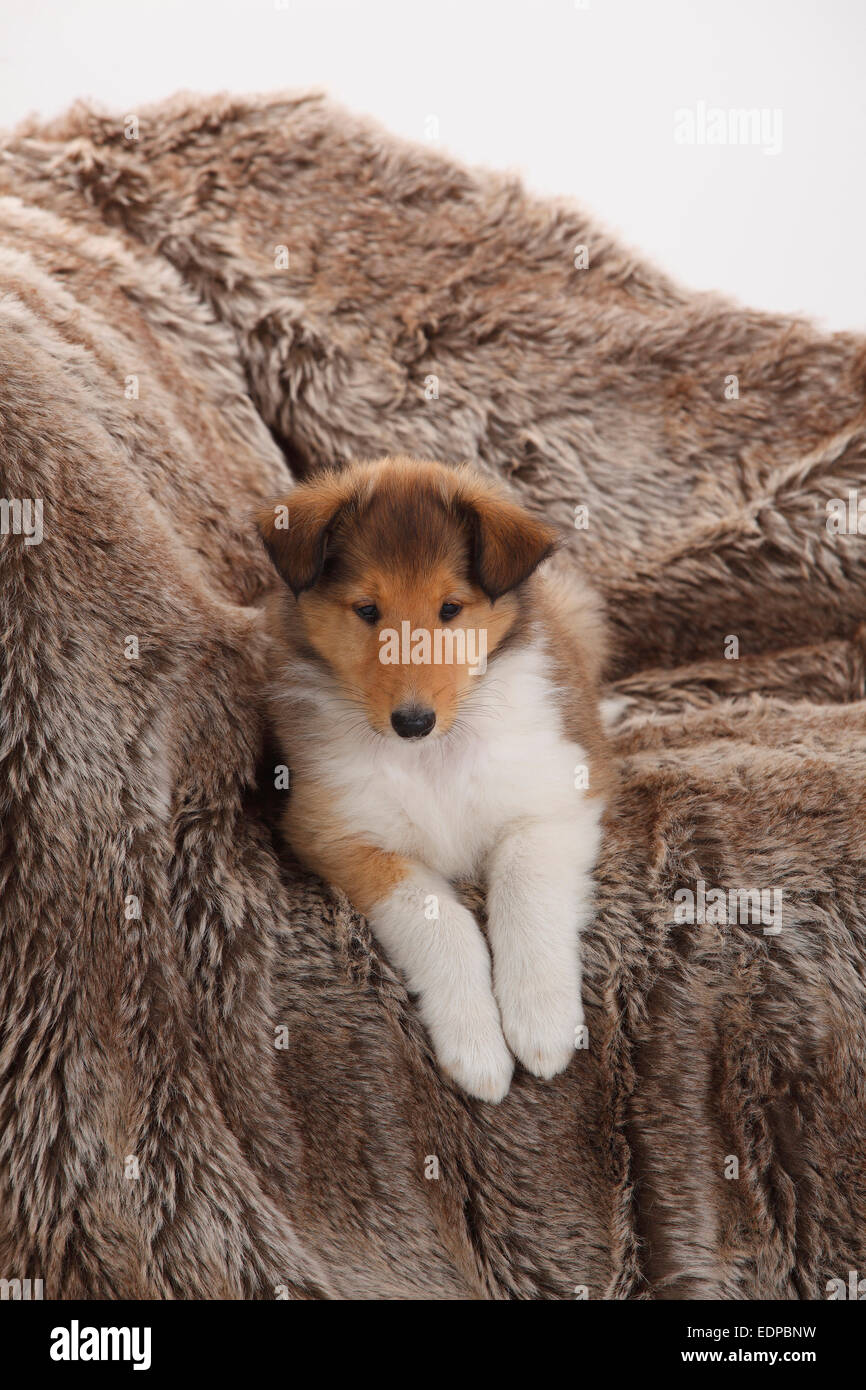 Rough Collie, puppy, 8 weeks, sable-white|Collie, Welpe, 8 Wochen ...