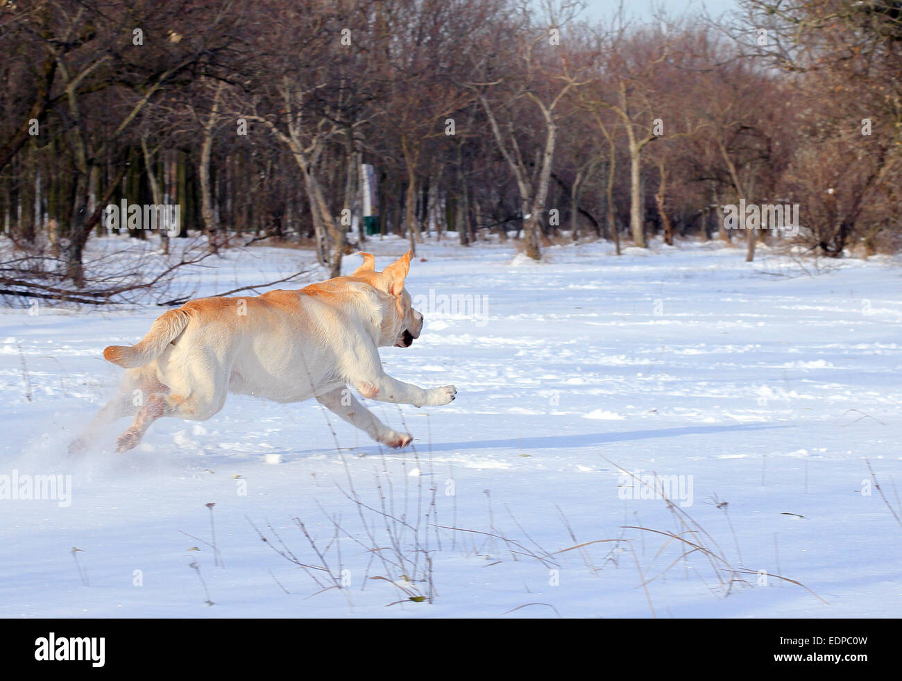 Golden retriever running in winter hi-res stock photography and images ...