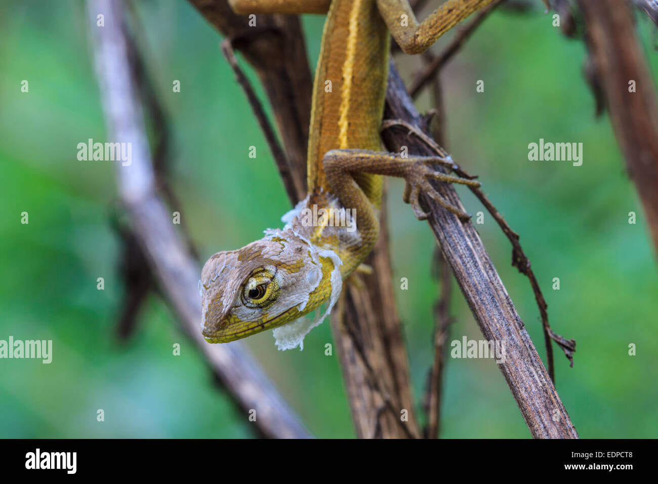 Green Lizard changing skin resting on wood horizontal Stock Photo - Alamy