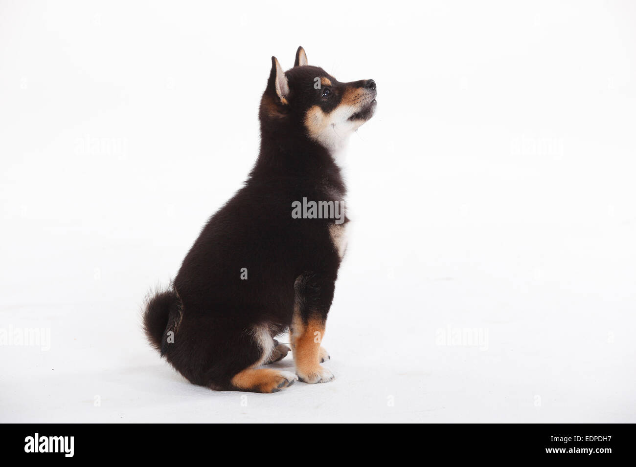 Sitting shiba inu hi-res stock photography and images - Alamy