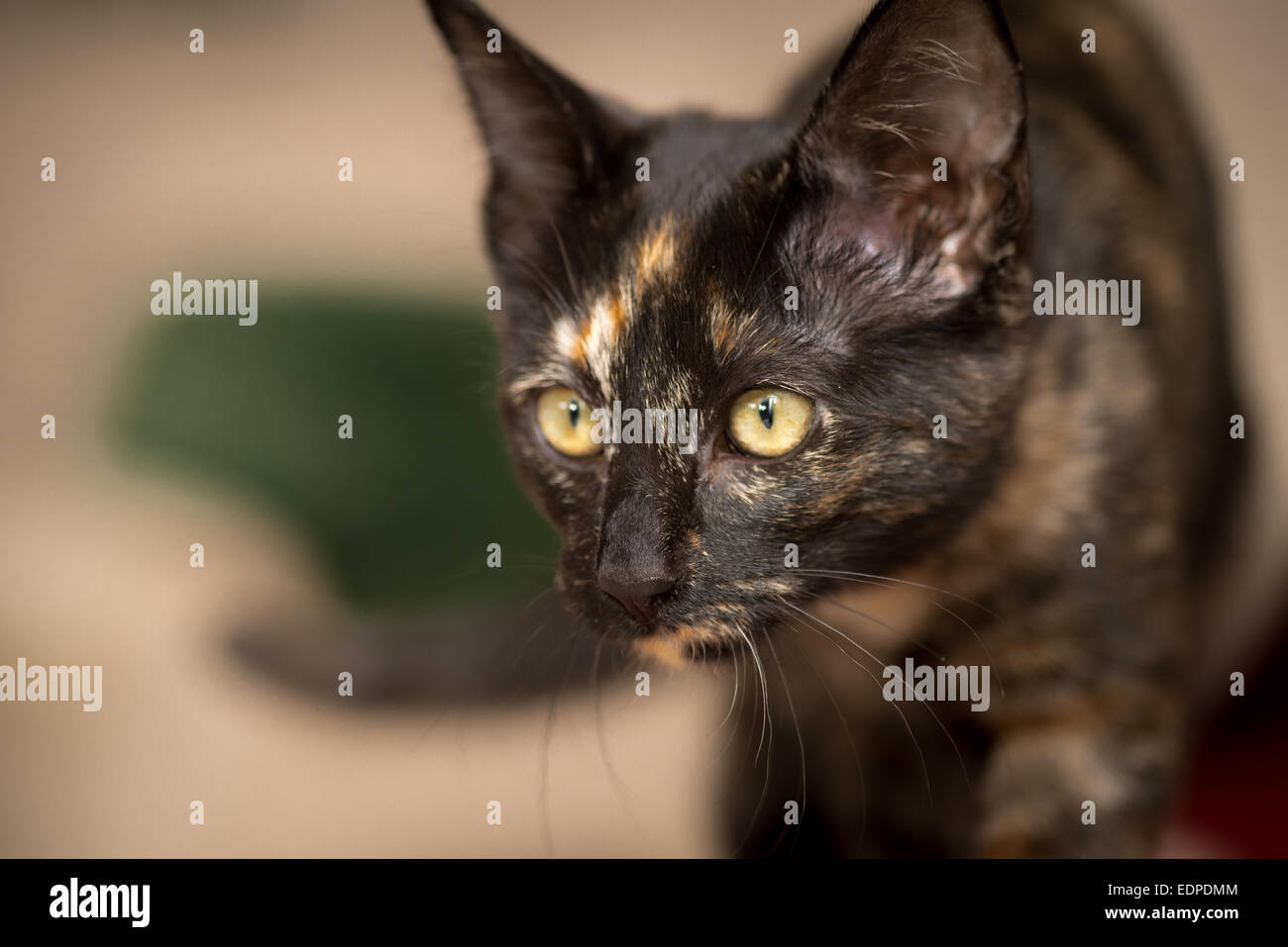 A tortoise shell cat Stock Photo - Alamy