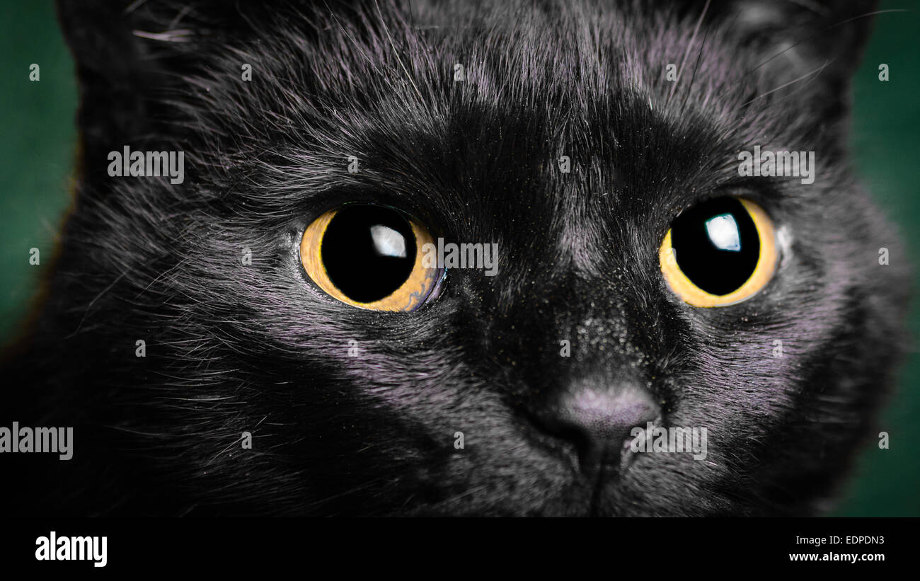 A black cat with vivid yellow eyes Stock Photo - Alamy