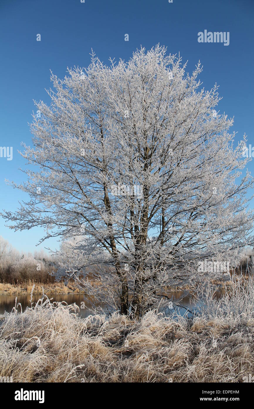 beautiful high tree with wide crown covering white sparkling rime stay ...
