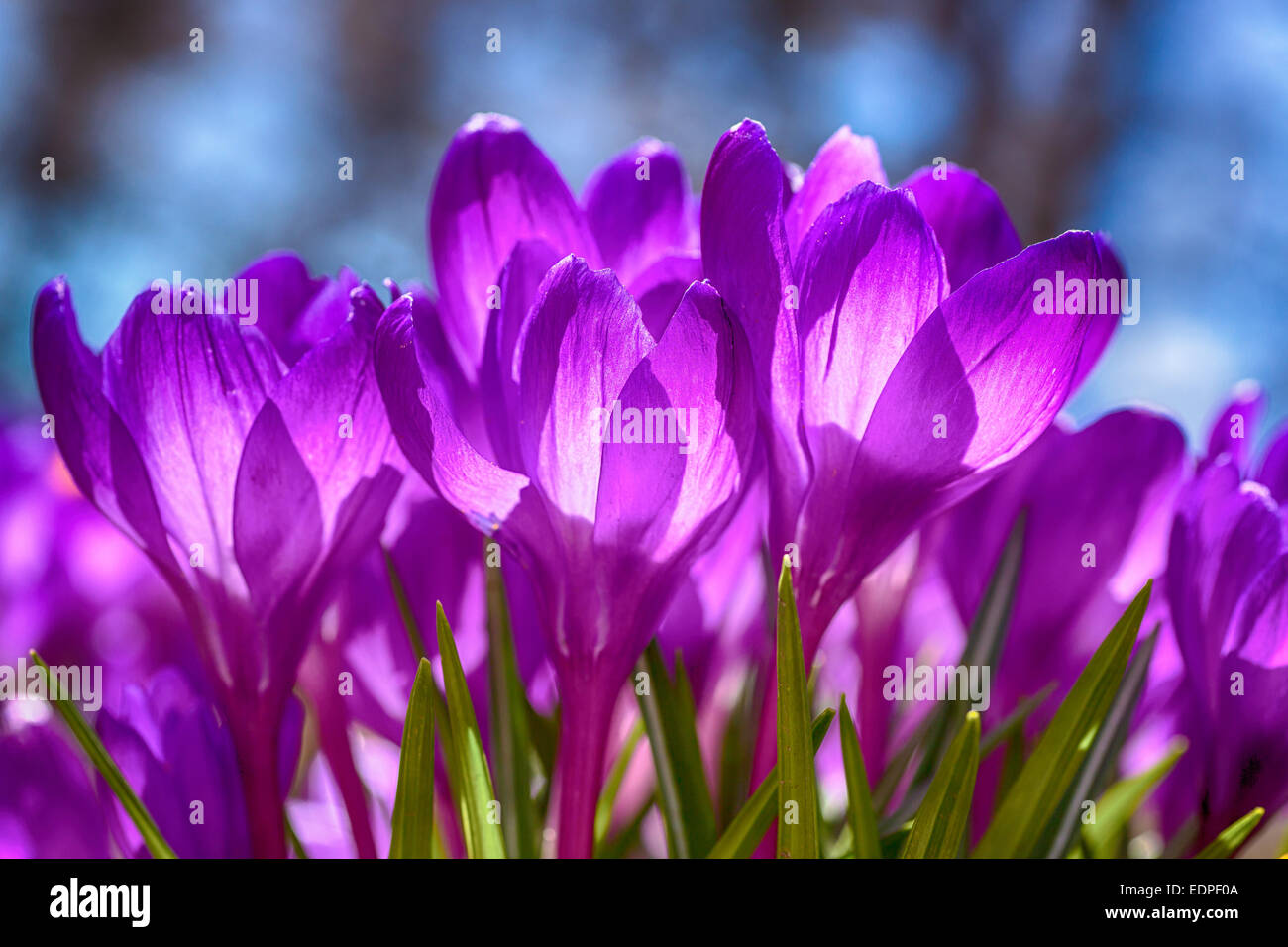 Spring garden bloom hi-res stock photography and images - Alamy