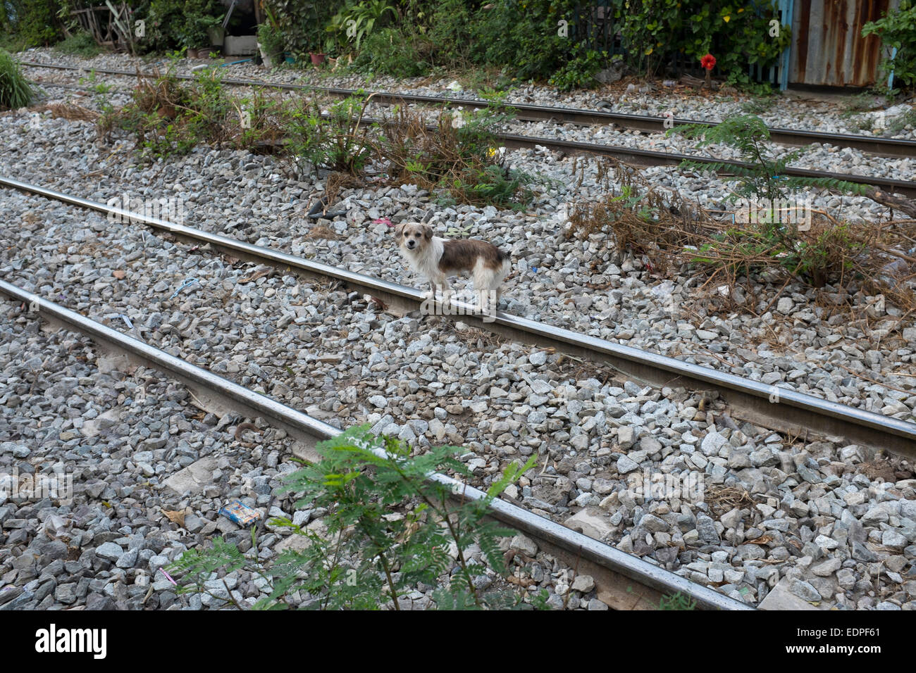 Dog on the Railway Tracks in Downtown Bangkok Stock Photo - Alamy