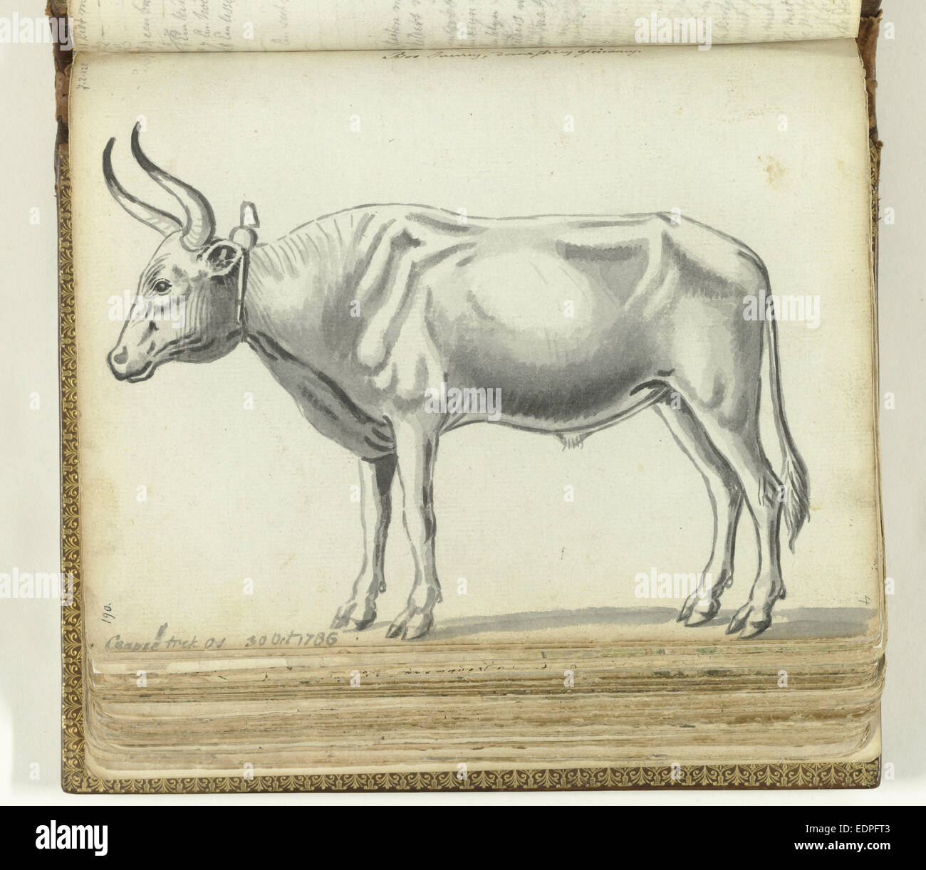 South African ox, Jan Brandes, 1786 Stock Photo - Alamy