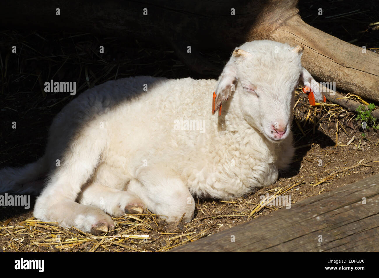 Lamb sleep hi-res stock photography and images - Alamy