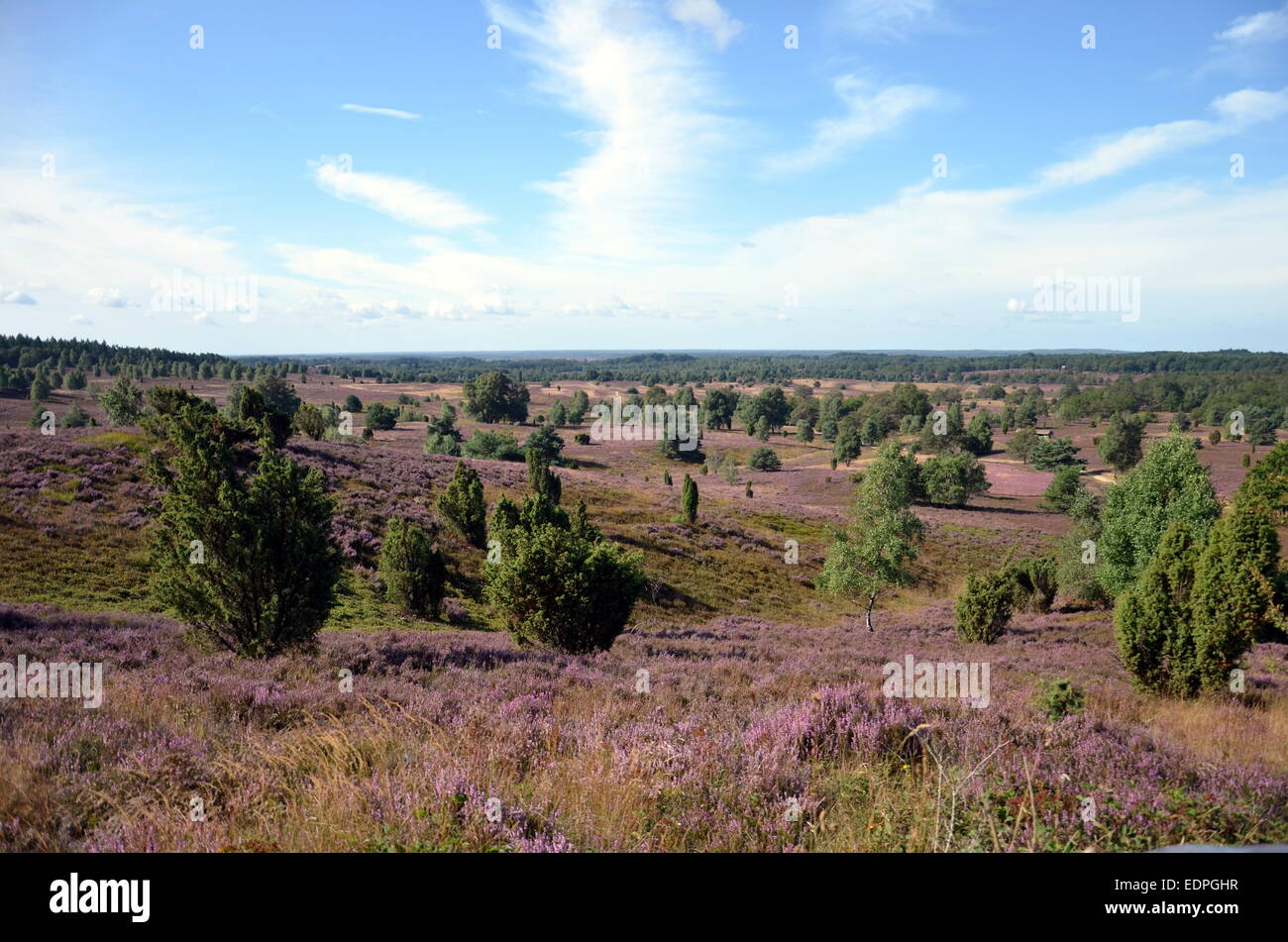 Blooming bushland landscape with open areas and blue sky Stock Photo ...