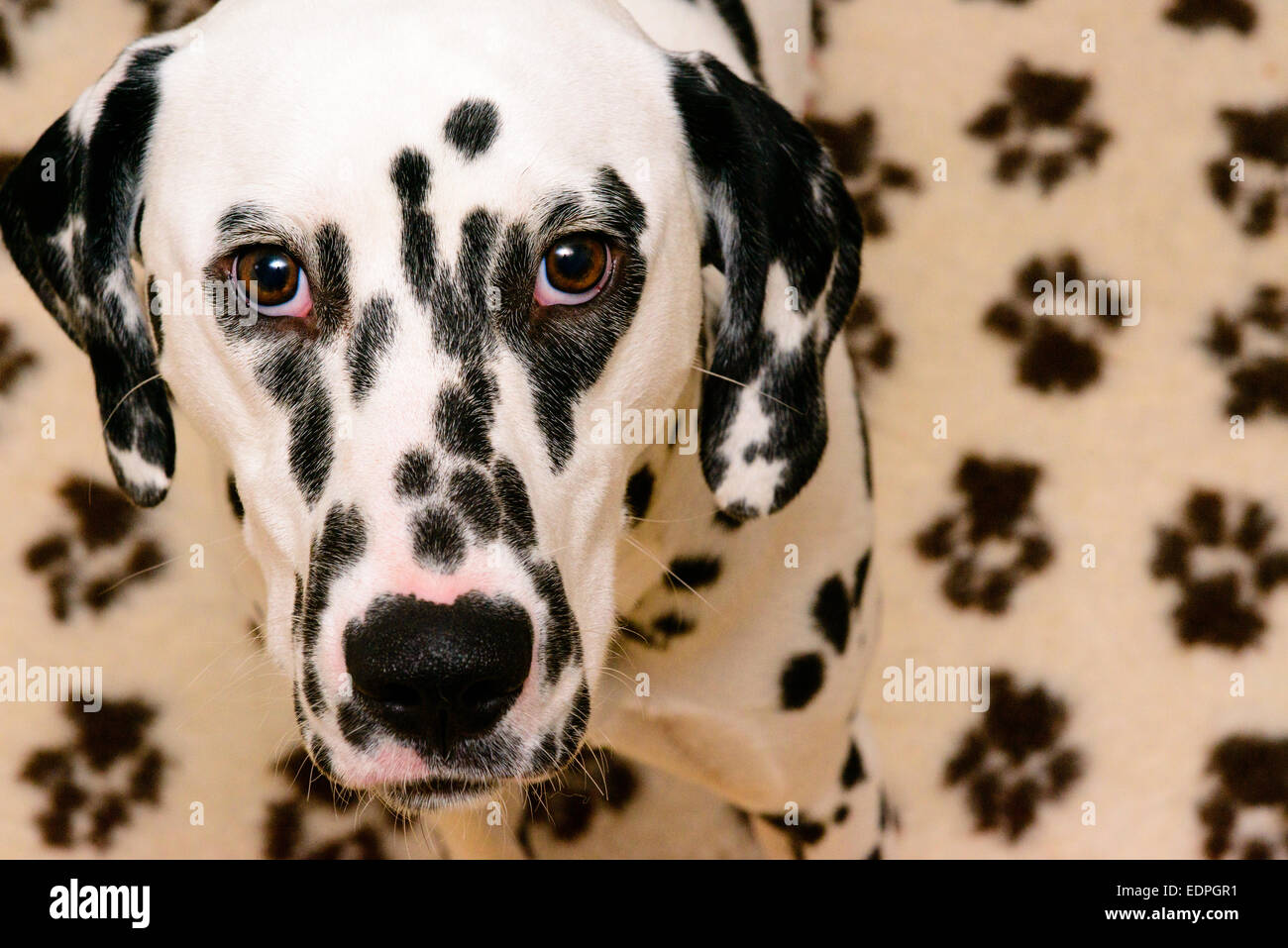 A dalmatian dog Stock Photo - Alamy