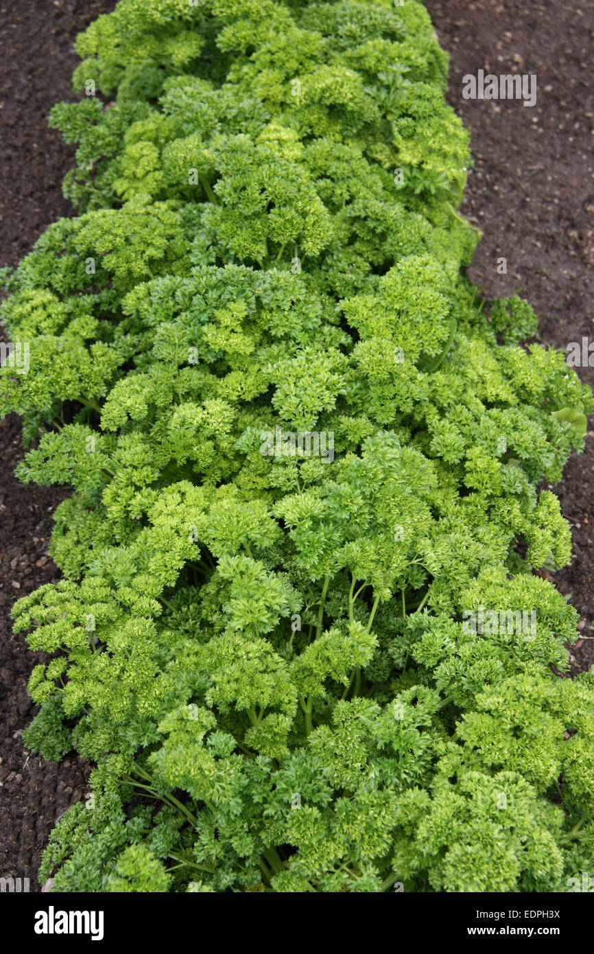 A Row of the Herb Parsley Growing in a Garden Stock Photo - Alamy