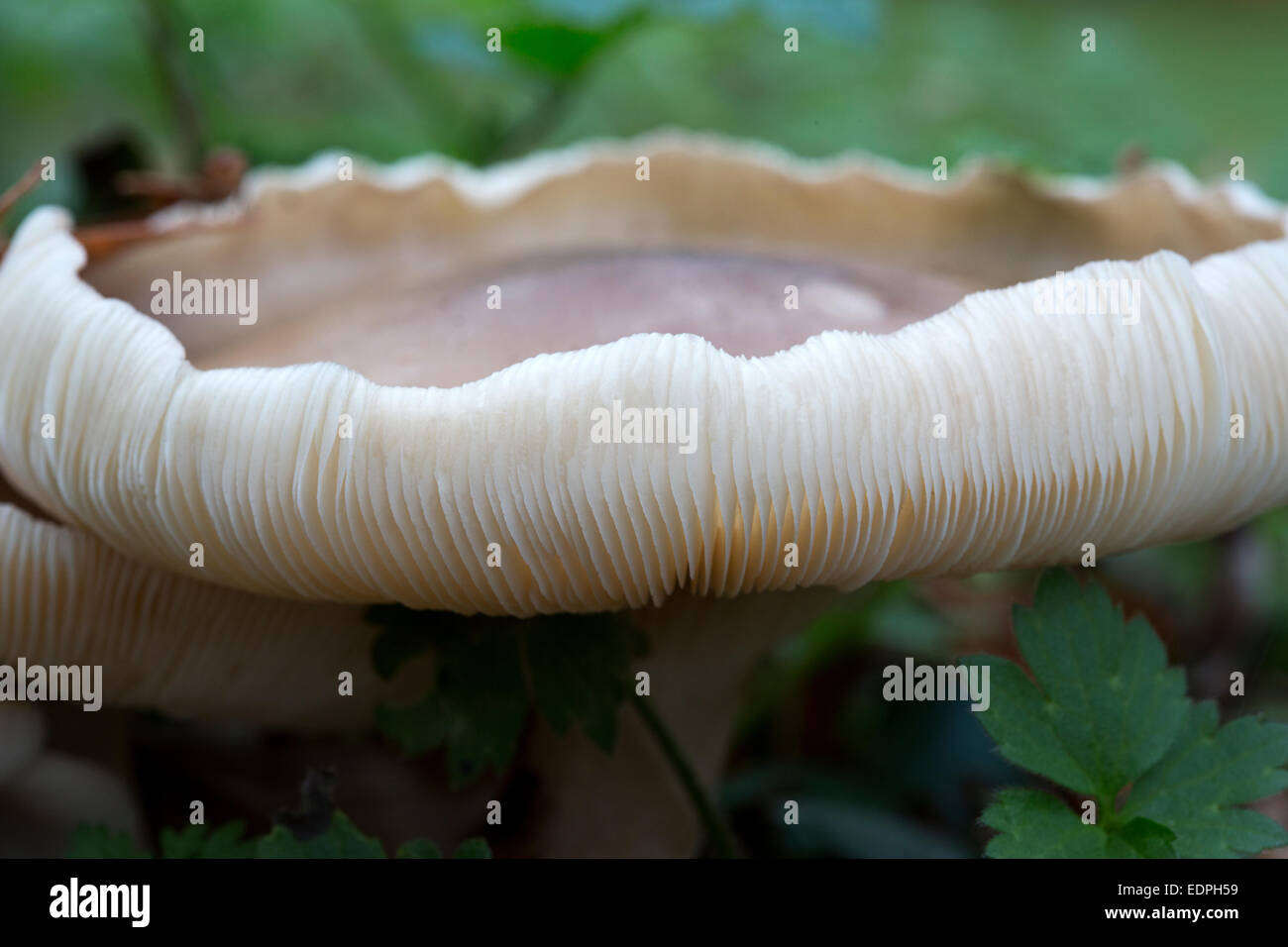 Detail of Clouded agaric mushroom (Clitocybe nebularis), also called ...