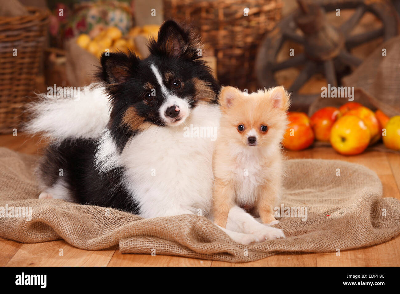 Mixed Breed Dog with puppy, 12 weeks (Spitz cross)|Mischlingshunde ...