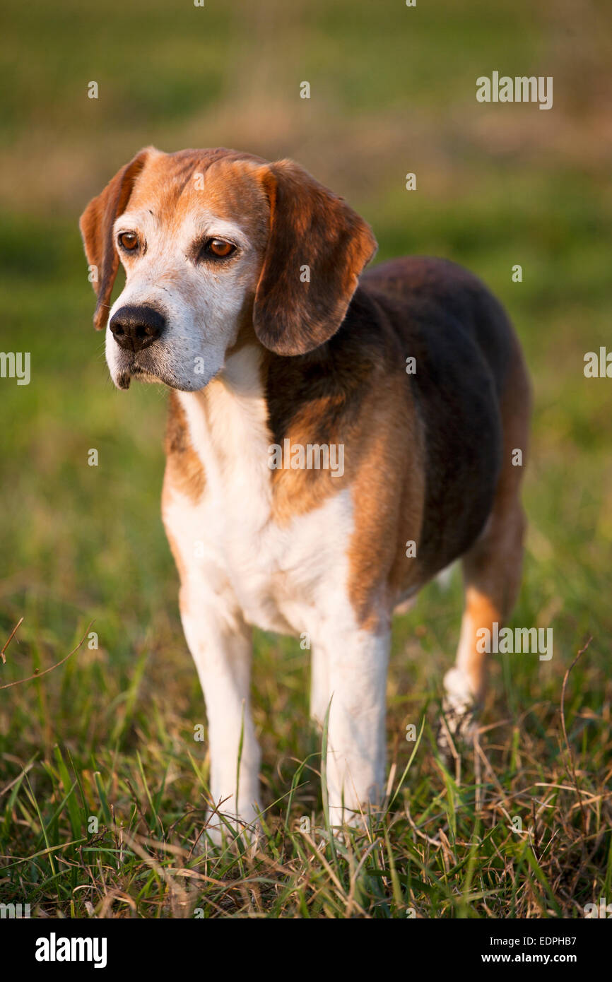 Foxhound puppy cute hi-res stock photography and images - Alamy