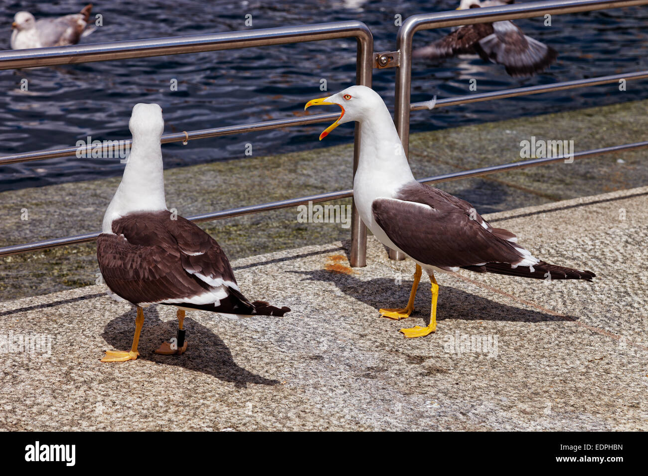 A seagull screaming on stone wharf at summer day Stock Photo - Alamy