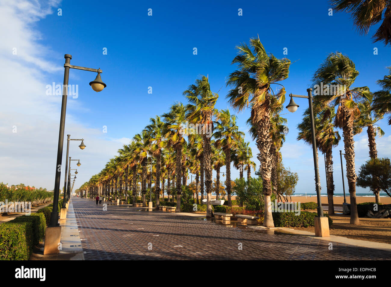 Valencia palm trees hi-res stock photography and images - Alamy