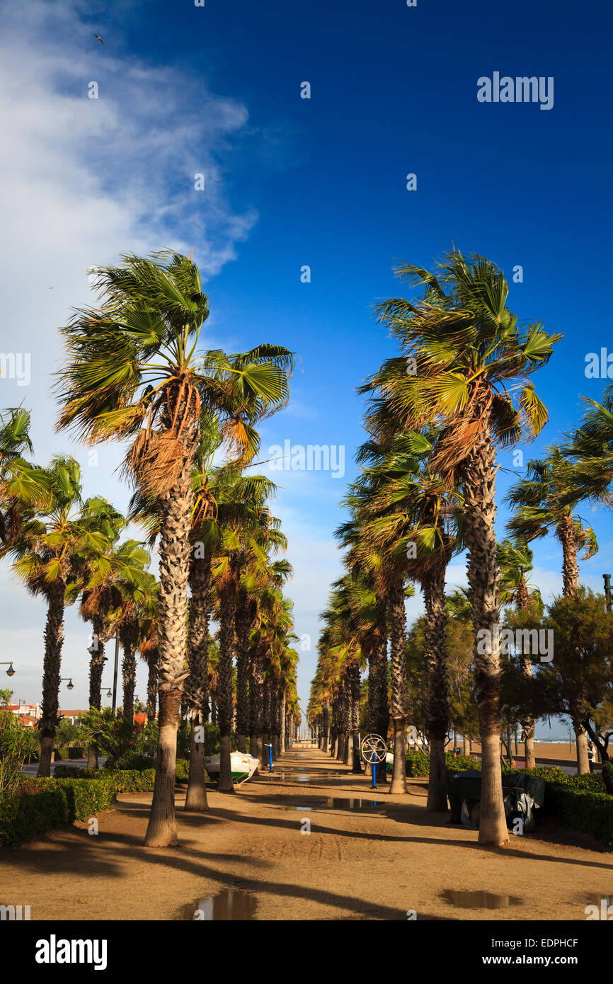 Valencia palm trees hi-res stock photography and images - Alamy