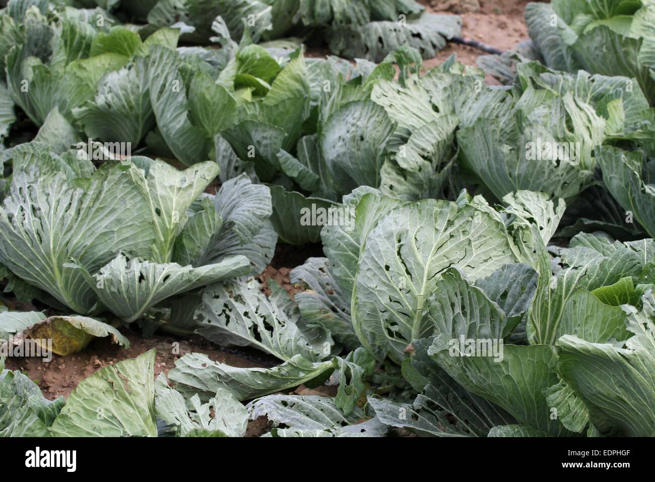 Gaza City, Gaza Strip, Palestinian Territory. 1st Jan, 2000. Damaged ...