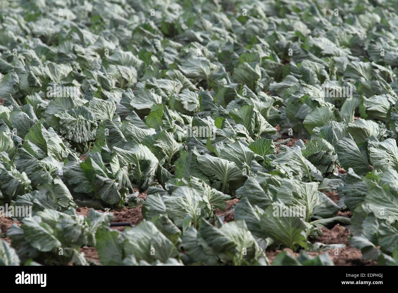 Gaza City, Gaza Strip, Palestinian Territory. 1st Jan, 2000. Damaged ...