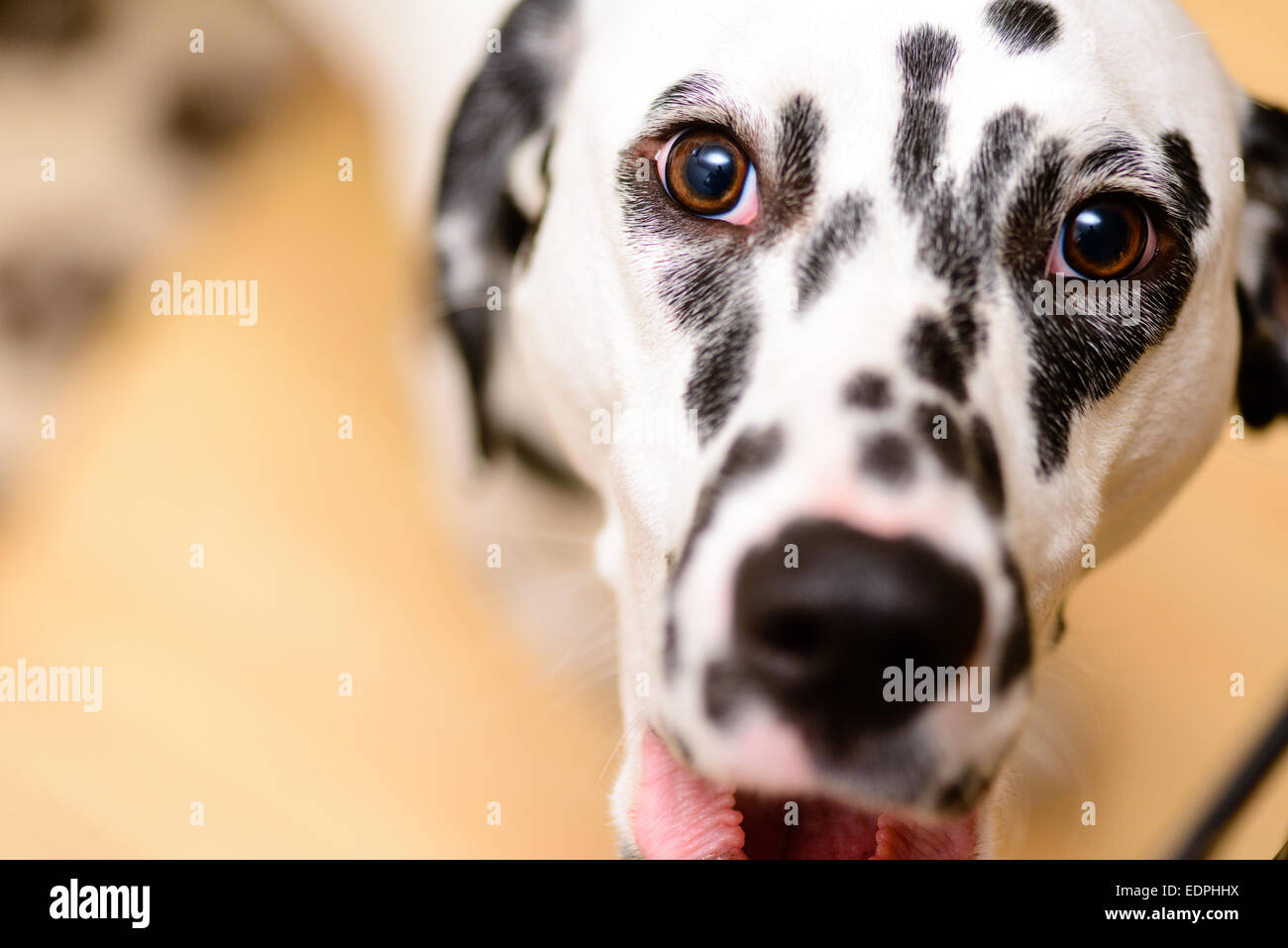 Dalmatian spots hi-res stock photography and images - Alamy