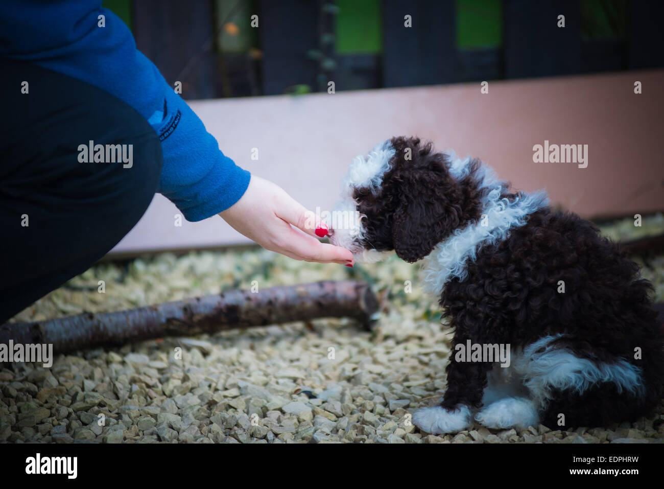 Getting a treat hi-res stock photography and images - Alamy