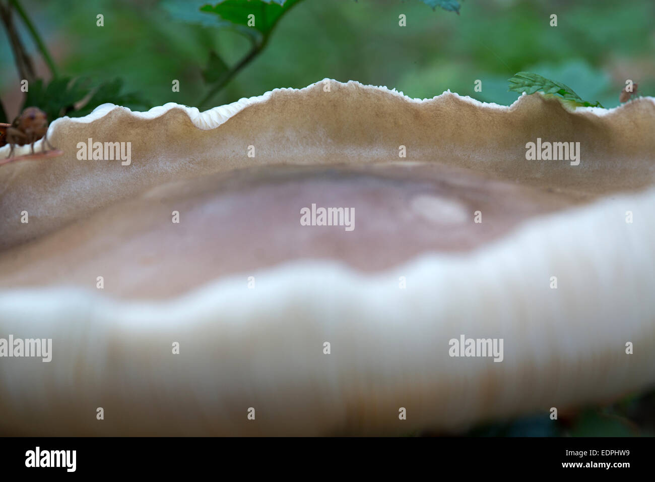 Detail of Clouded agaric mushroom (Clitocybe nebularis), also called ...