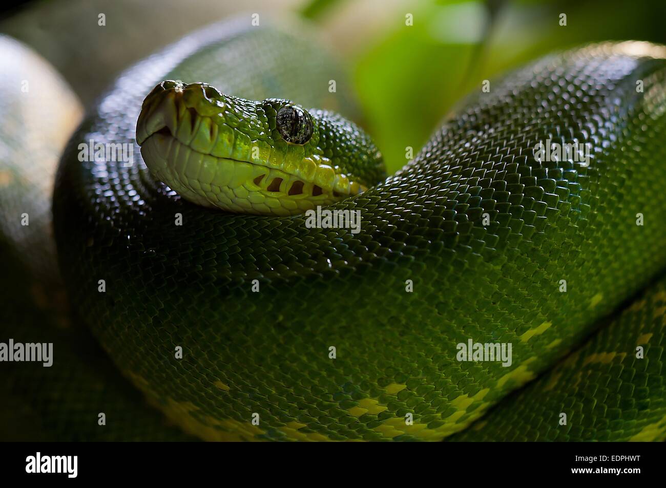 Legless Body High Resolution Stock Photography and Images - Alamy