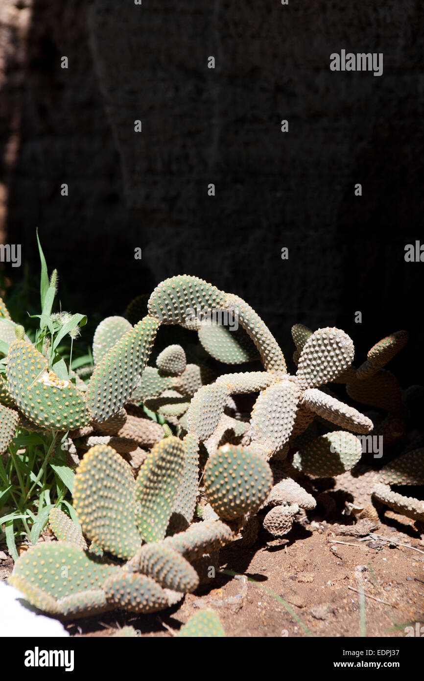 Indian fig cactus plant Stock Photo - Alamy