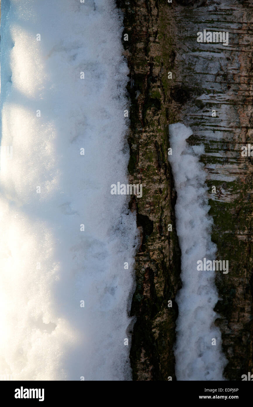 Half of trunk hi-res stock photography and images - Alamy