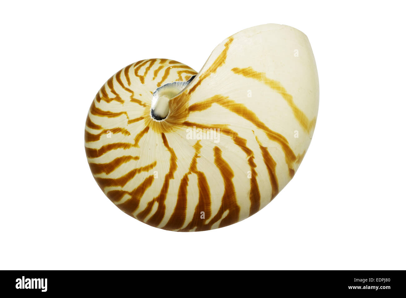 Abalone sea snail hi-res stock photography and images - Alamy