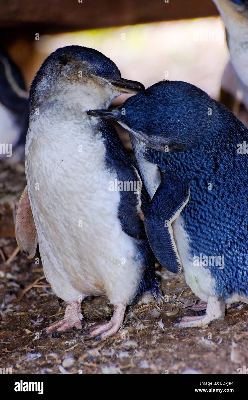 Little penguin australia hi-res stock photography and images - Alamy