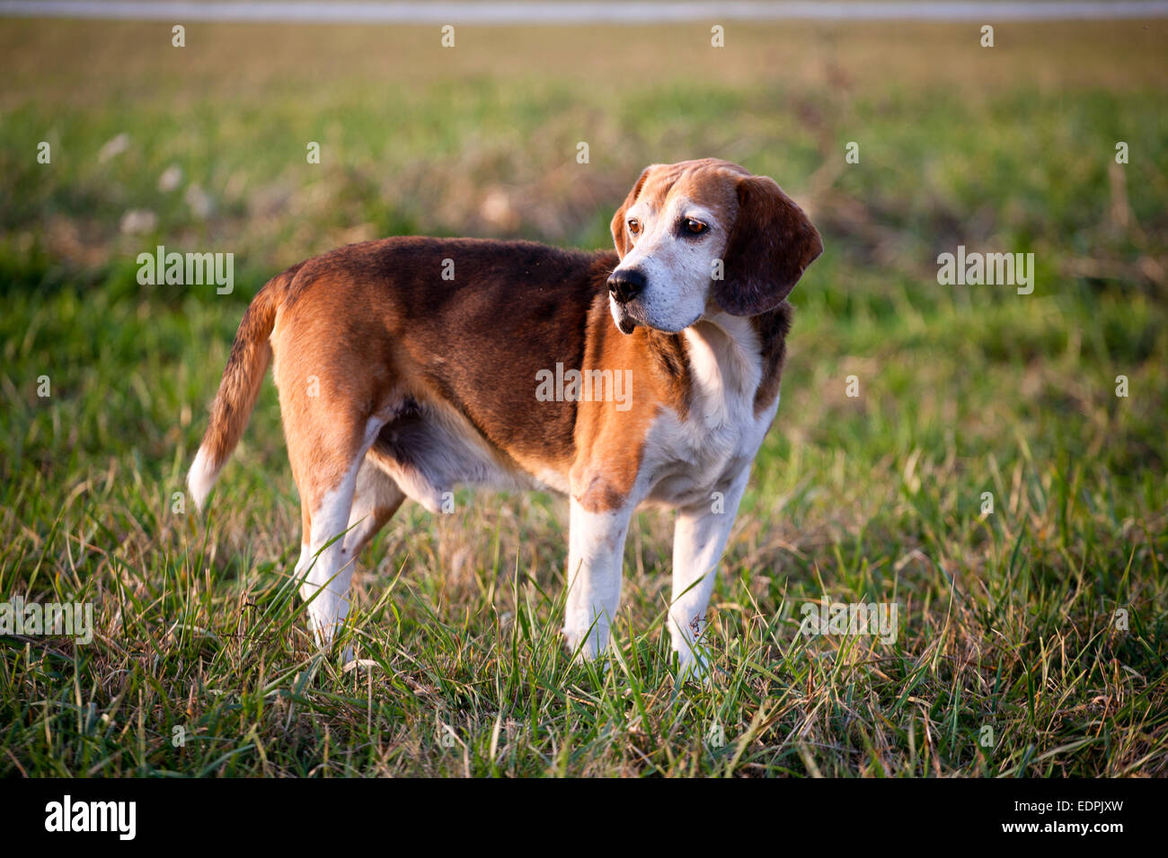 Beagle on meadow, pedigree dog standing on lawn in grass Stock Photo - Alamy