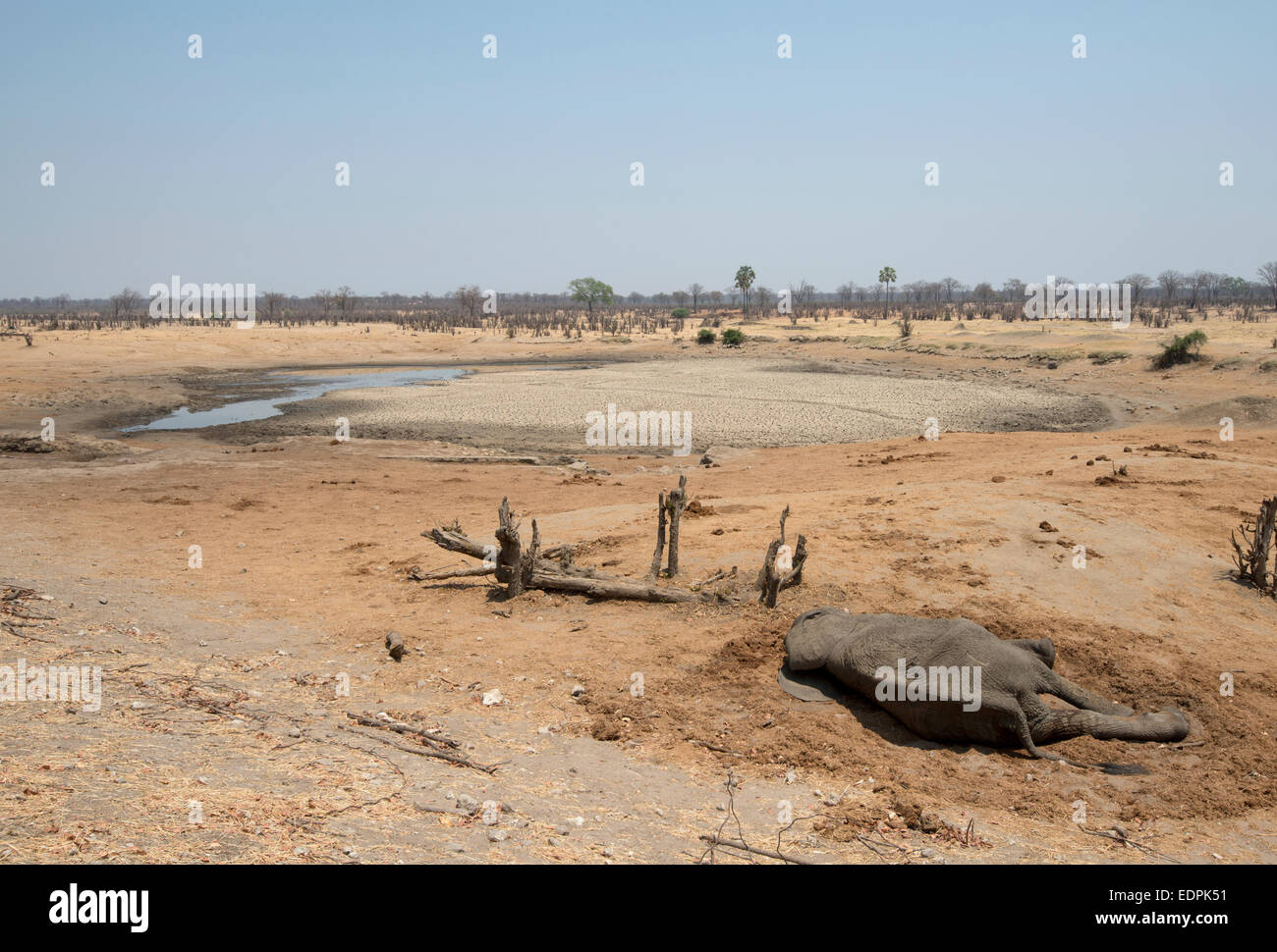Starving animals hi-res stock photography and images - Alamy