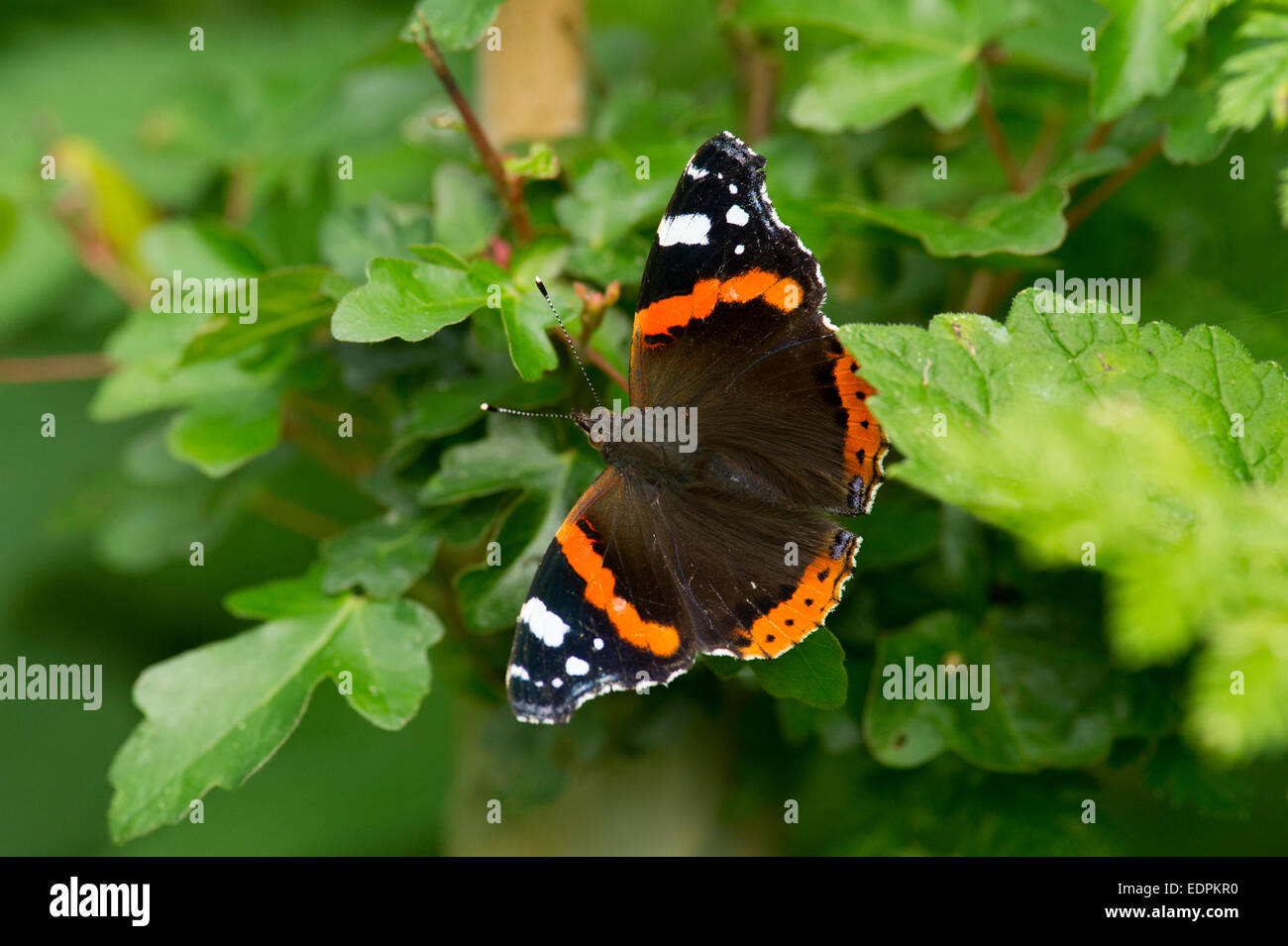 Low flying butterfly hi-res stock photography and images - Alamy