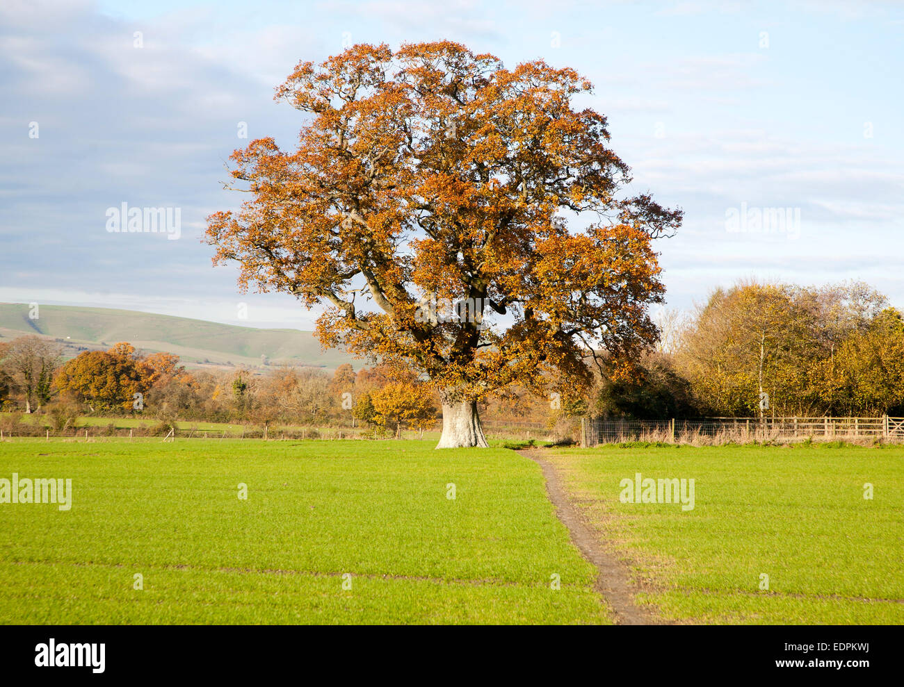 Oak Tree In Fall