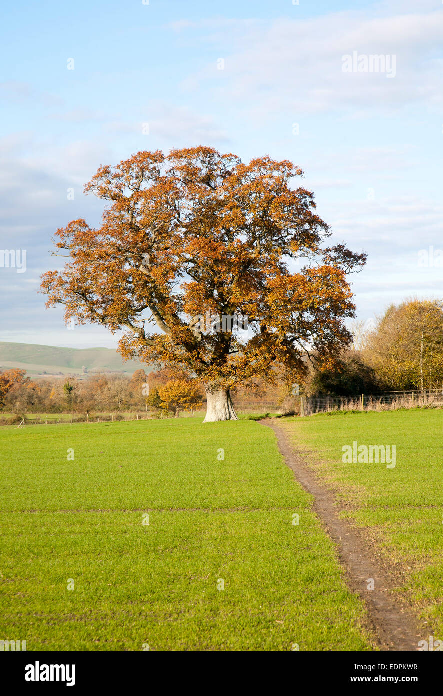 Oak tree with no leaves hi-res stock photography and images - Alamy