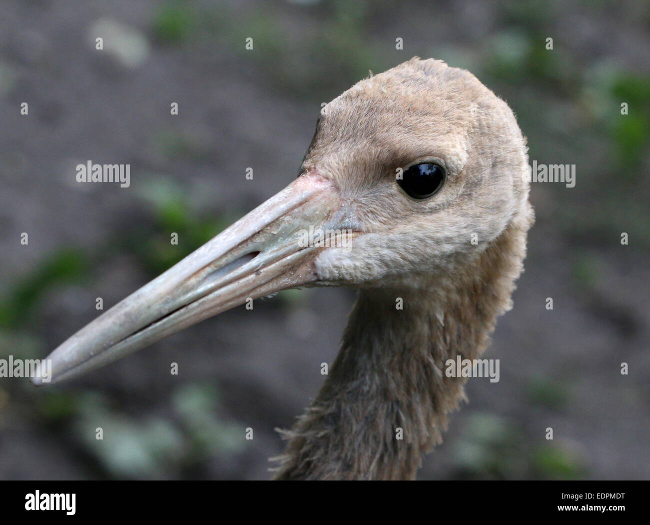 Close-up of the head of a juvenile Red-crowned crane or Japanese crane ...