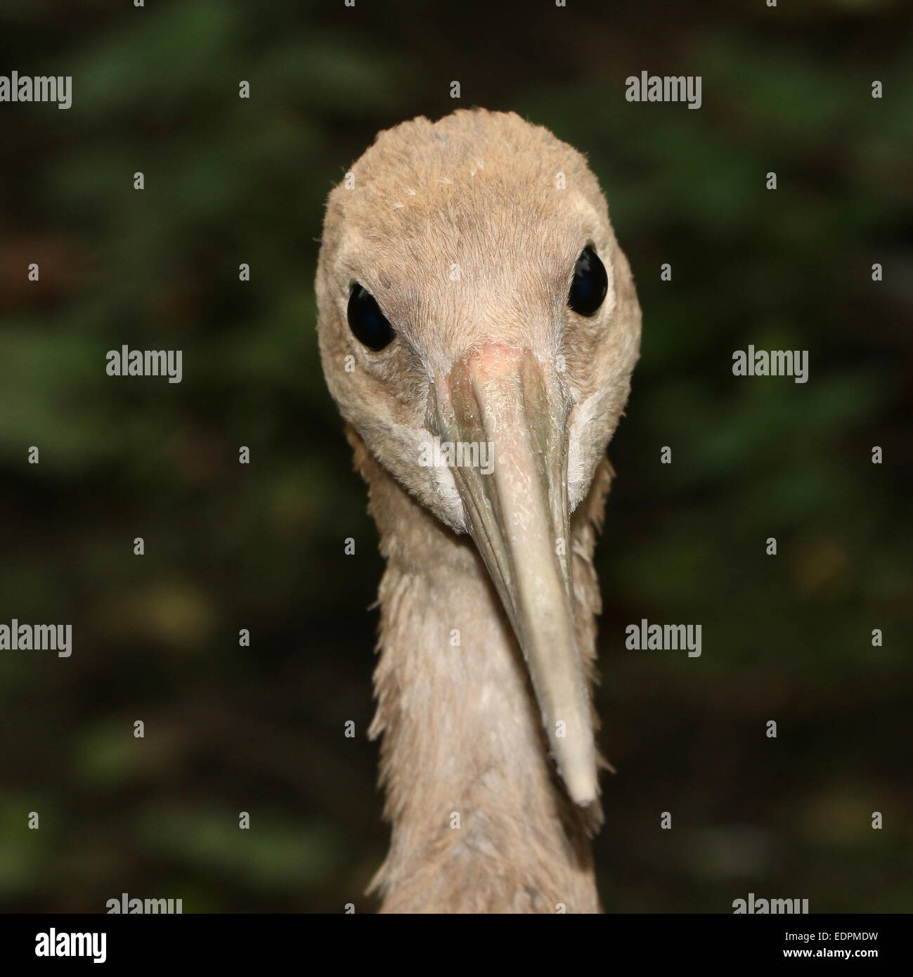 Light brown juvenile Red-crowned crane or Japanese crane (Grus ...