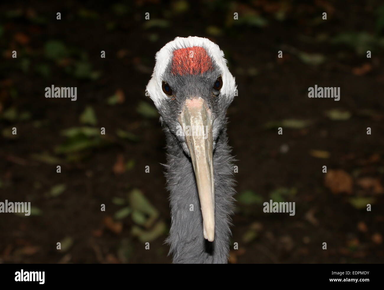 Close-up of the head of a Red-crowned crane or Japanese crane (Grus ...