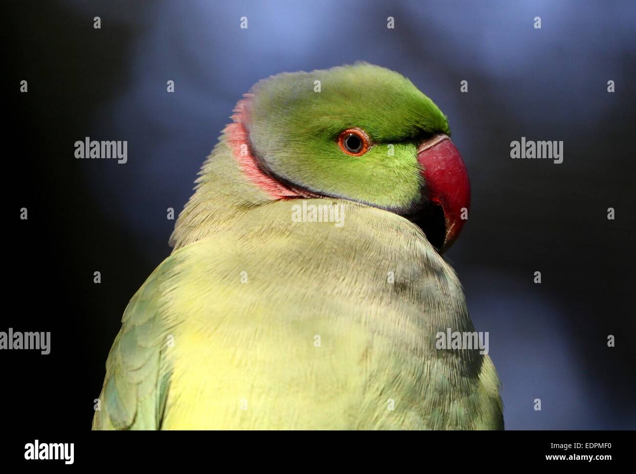 Male Rose-ringed or ring-necked Parakeet (Psittacula krameri Stock ...