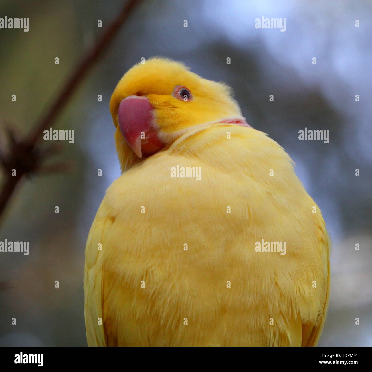 Yellow variety of the Rose-ringed or ring-necked Parakeet (Psittacula ...