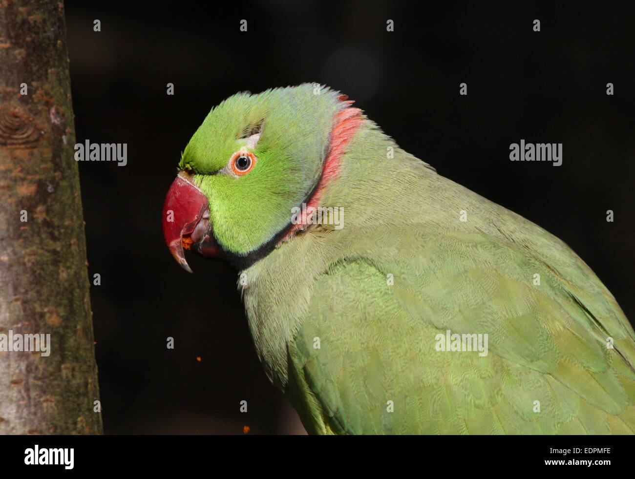 Male Afro-Asian Rose-ringed or ring-necked Parakeet (Psittacula krameri ...