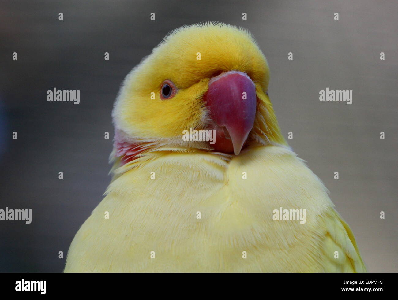 Yellow variety of the Rose-ringed or ring-necked Parakeet (Psittacula ...