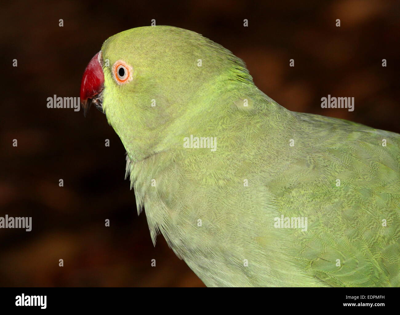 Female Rose-ringed or ring-necked Parakeet (Psittacula krameri) seen in ...