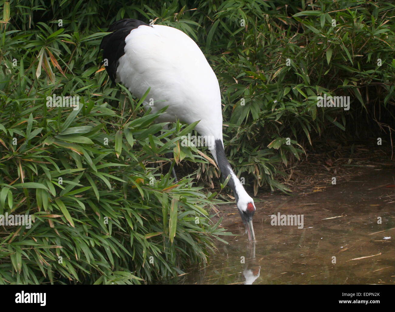 Japanese water crane hi-res stock photography and images - Alamy