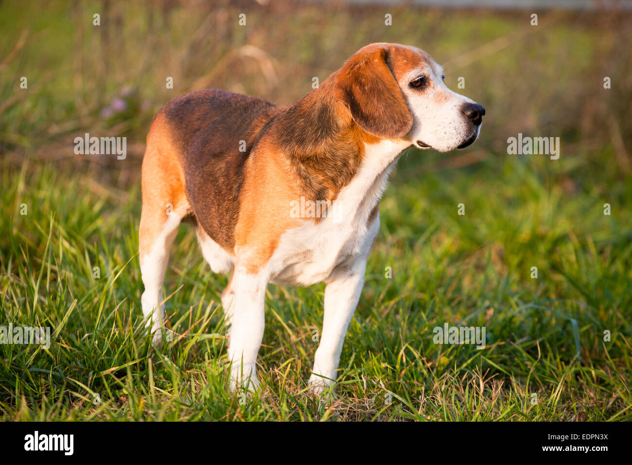 Beautiful purebred smart beagle hunting dog in summer pasture Stock ...