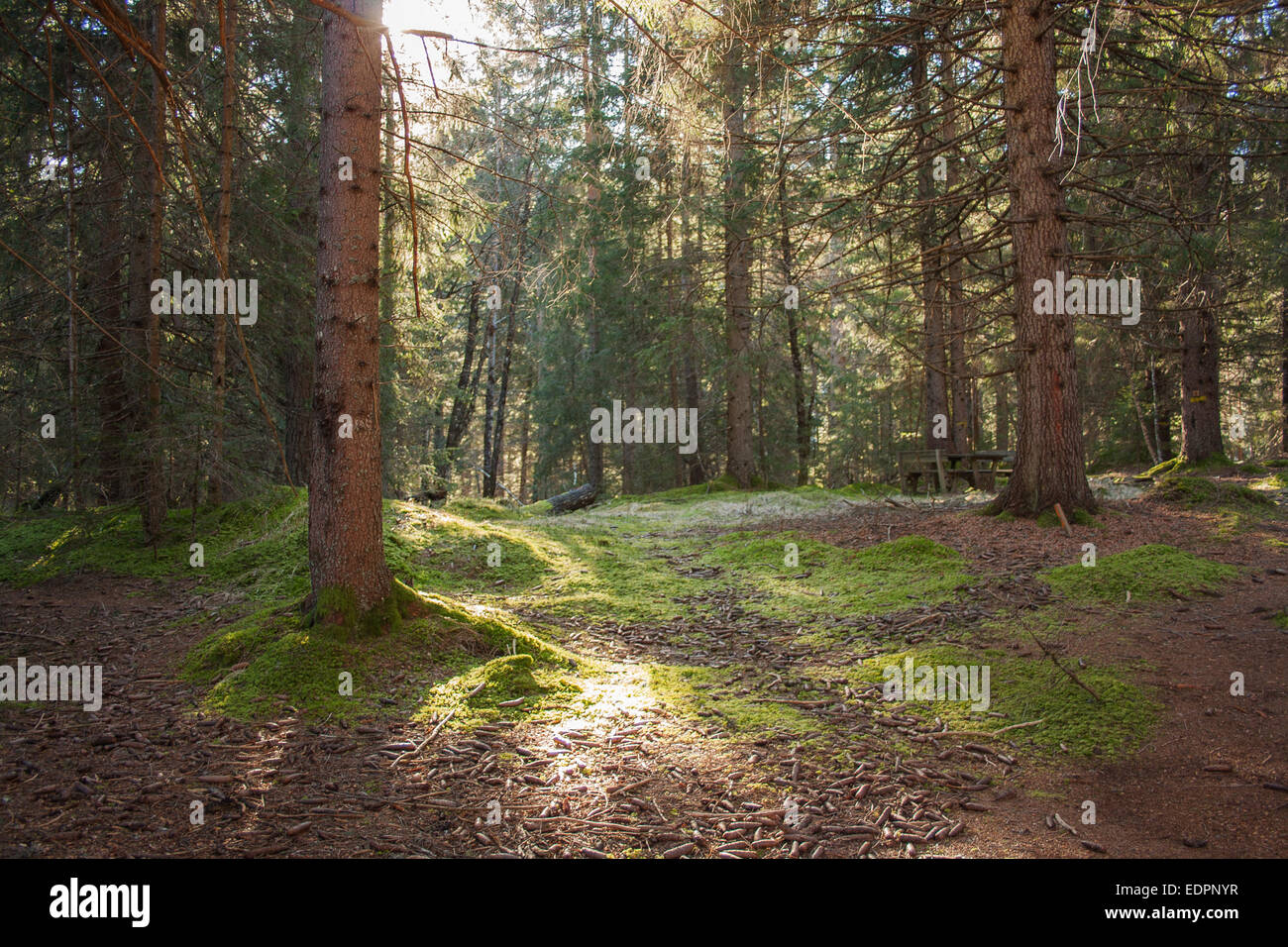 Paneveggio park hi-res stock photography and images - Alamy