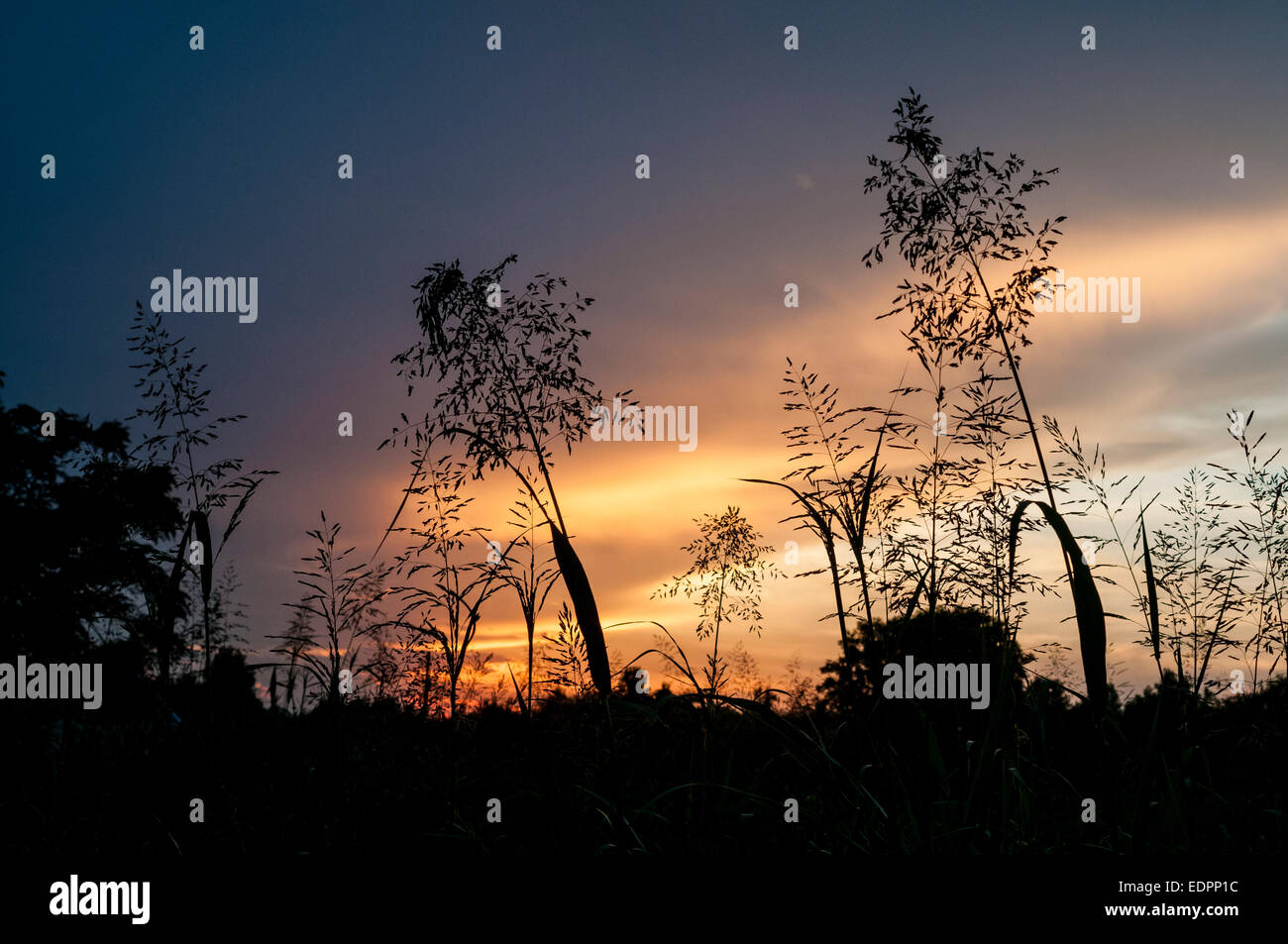 Johnson Grass High Resolution Stock Photography and Images - Alamy