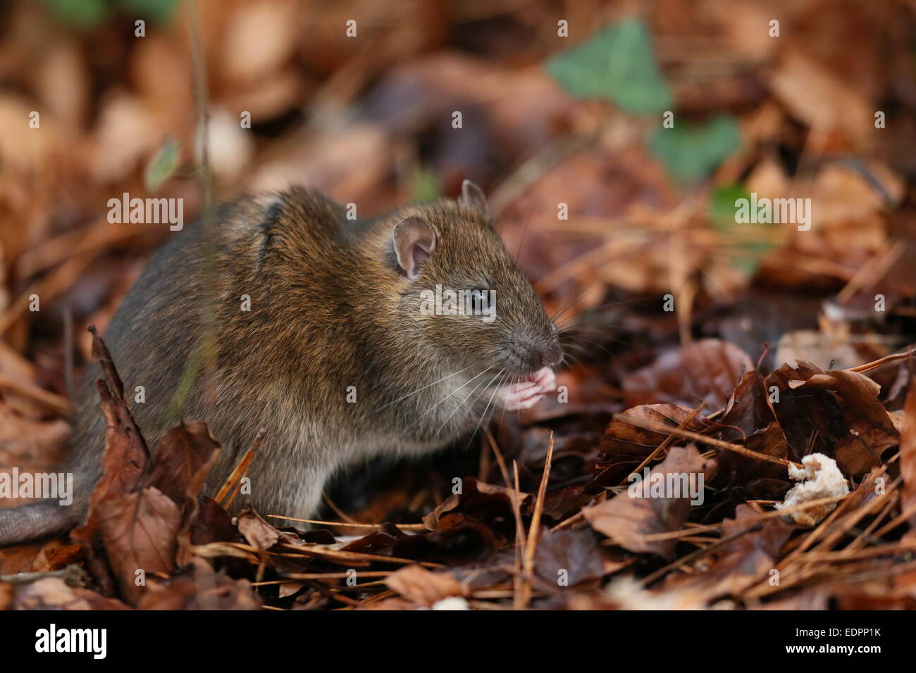 Image of a rat in a park in South Dublin Stock Photo - Alamy